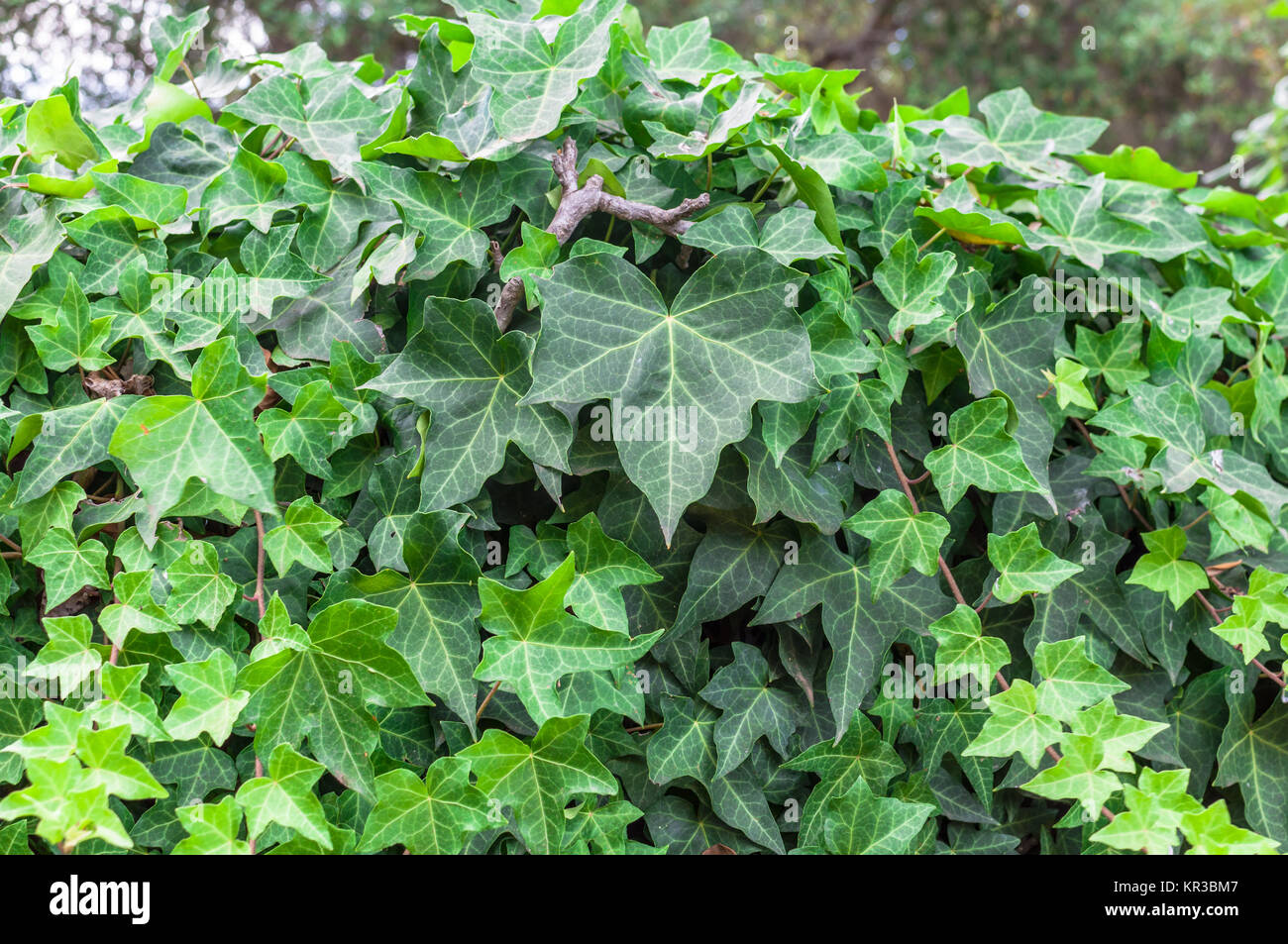 Closeup of ivy leaf Stock Photo - Alamy