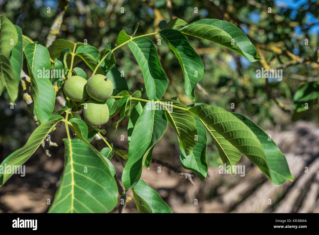 Fresh walnuts on the tree Stock Photo - Alamy