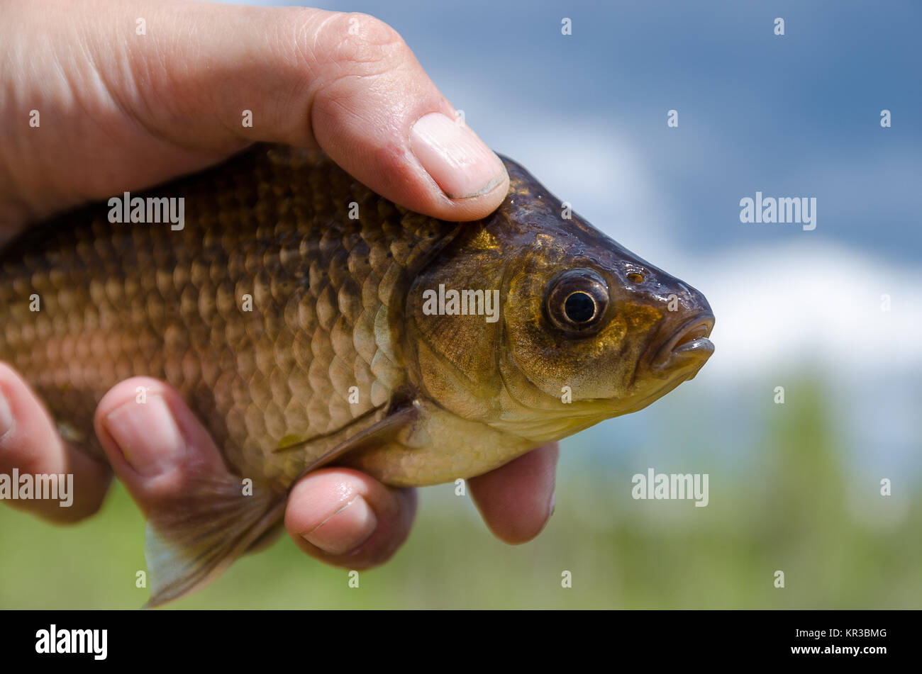 Karas in the hands Stock Photo - Alamy