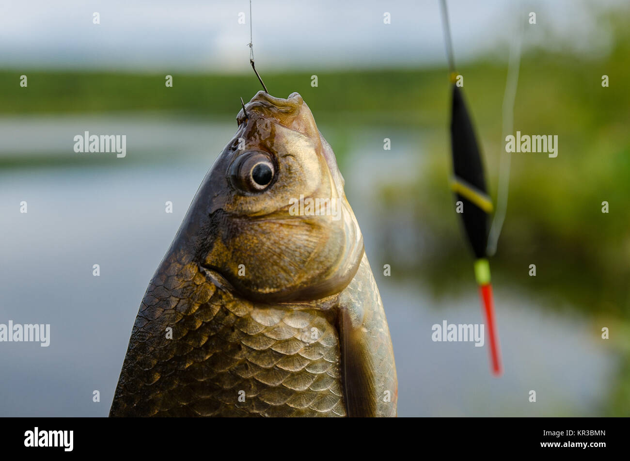 Carp caught on a hook Stock Photo - Alamy