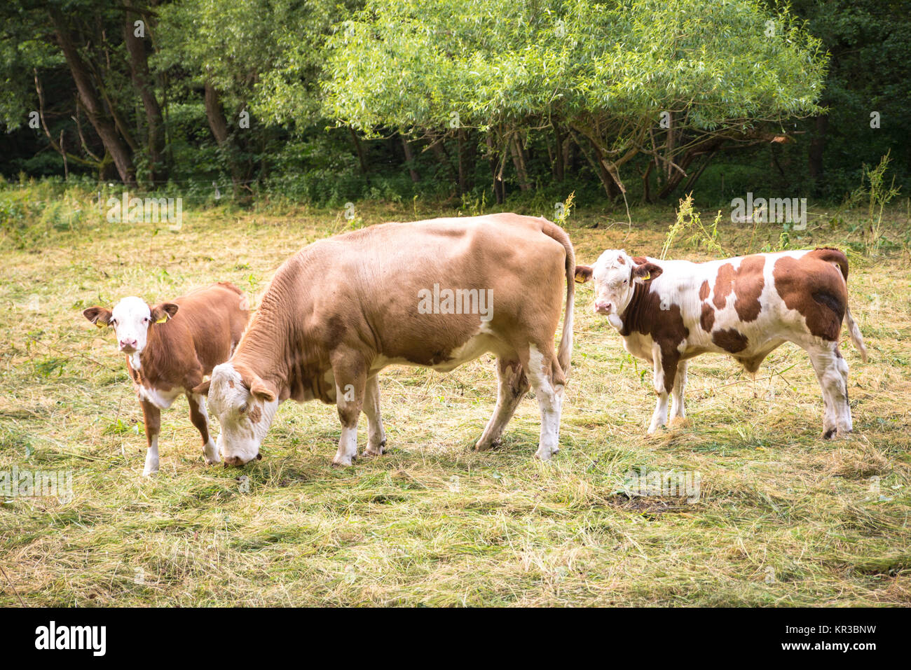 cow with calves Stock Photo - Alamy