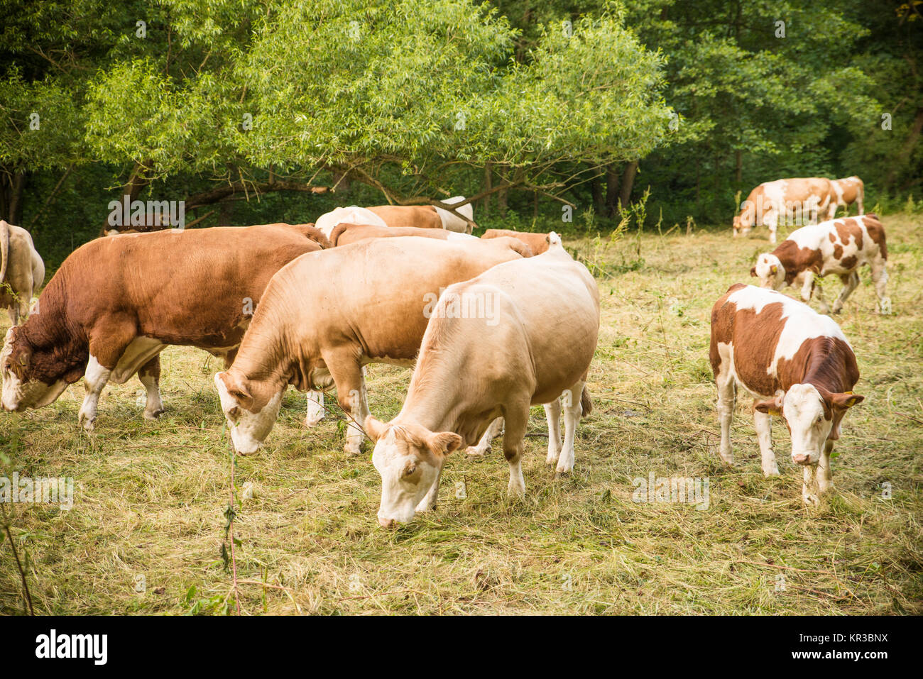 cow - herd Stock Photo - Alamy