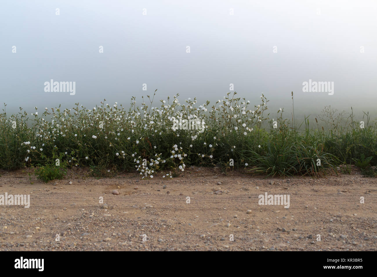 Fog on the field Stock Photo - Alamy
