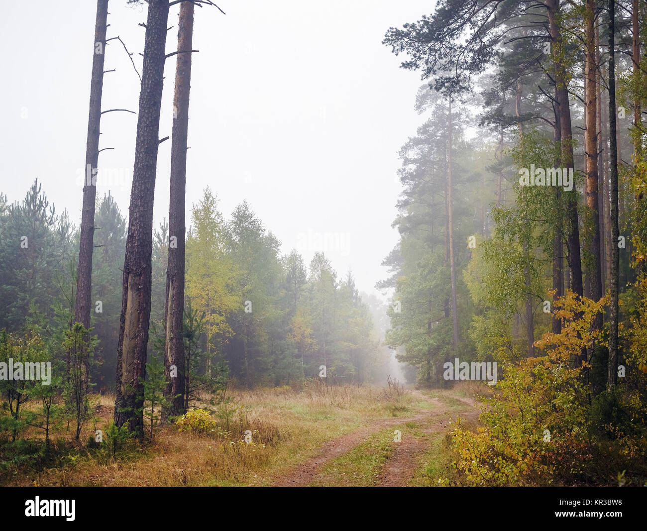 Edge of rain forest hi-res stock photography and images - Alamy