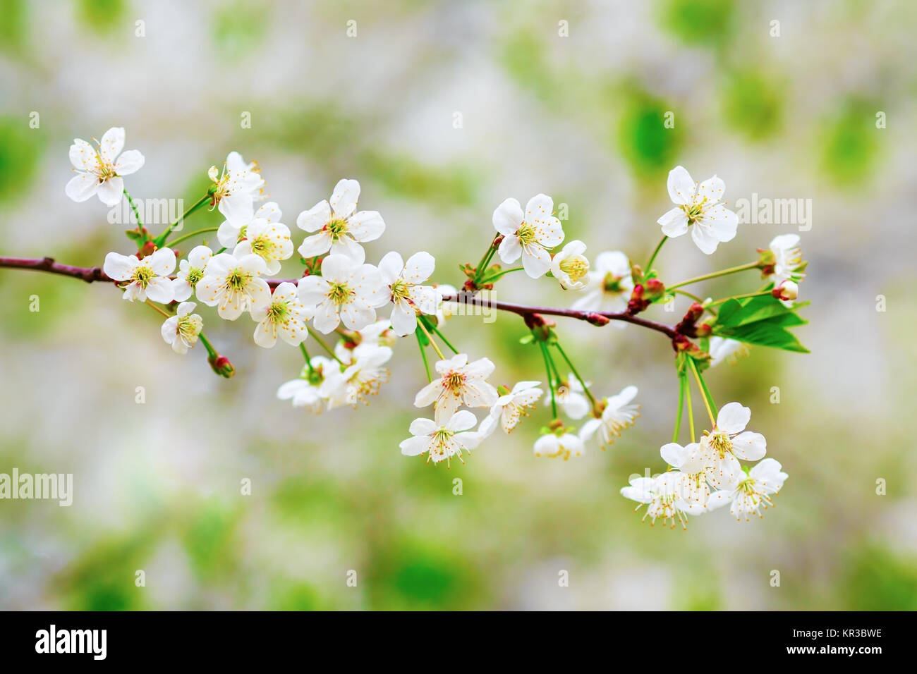 Spring flowering background Stock Photo - Alamy
