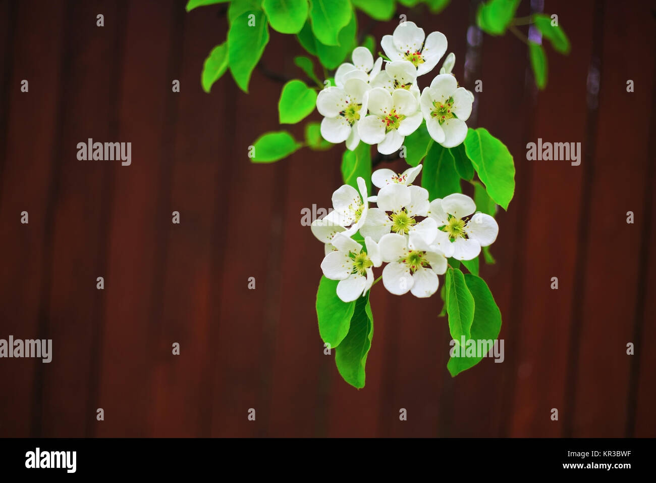 Spring flowering tree Stock Photo - Alamy