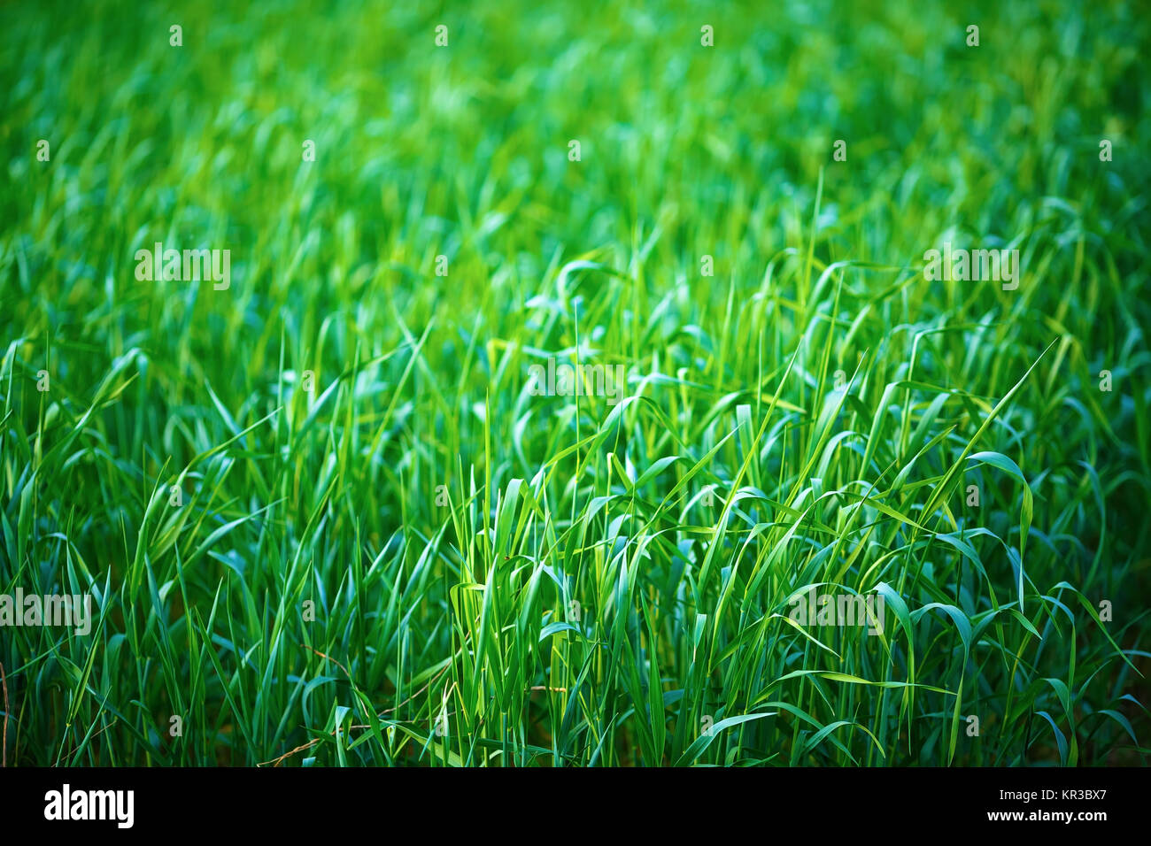 Green grass background Stock Photo - Alamy