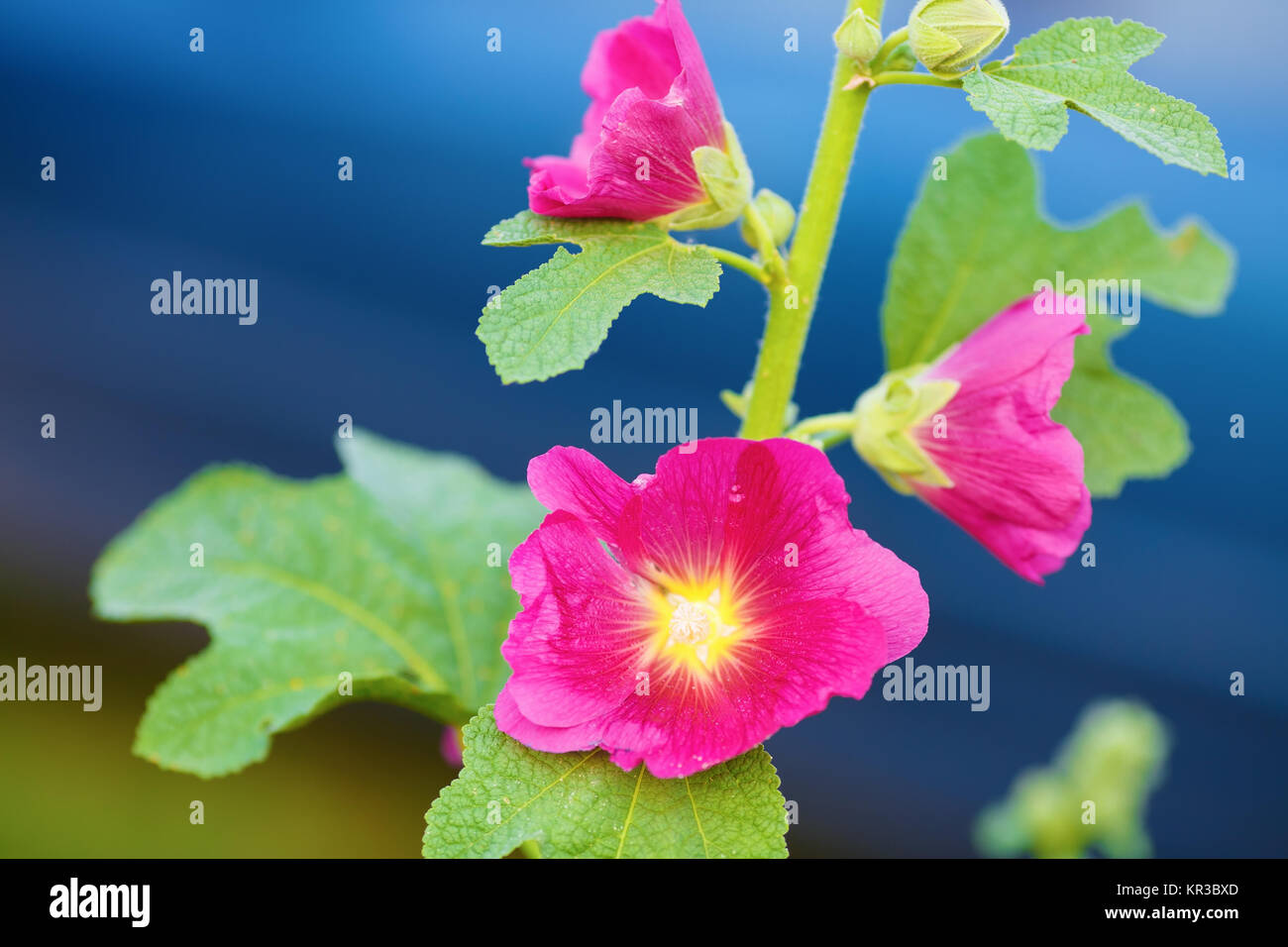 Violet mallow flower hi-res stock photography and images - Alamy
