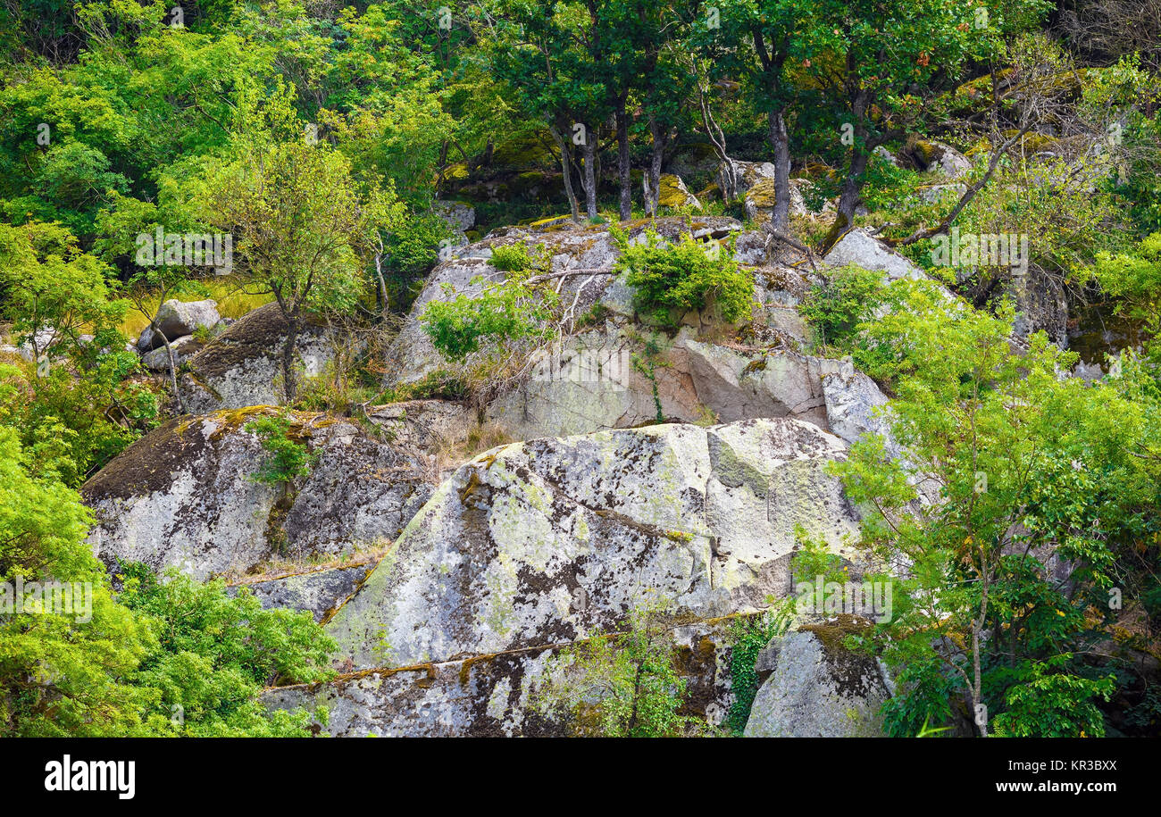 Rock slope with trees Stock Photo - Alamy