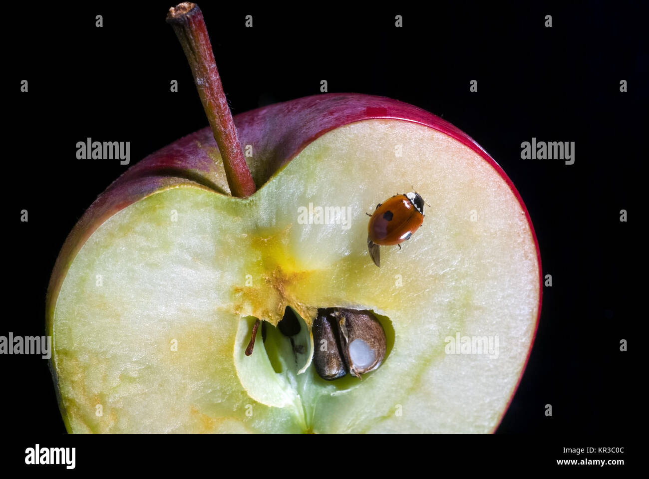 Apple and ladybug Stock Photo - Alamy