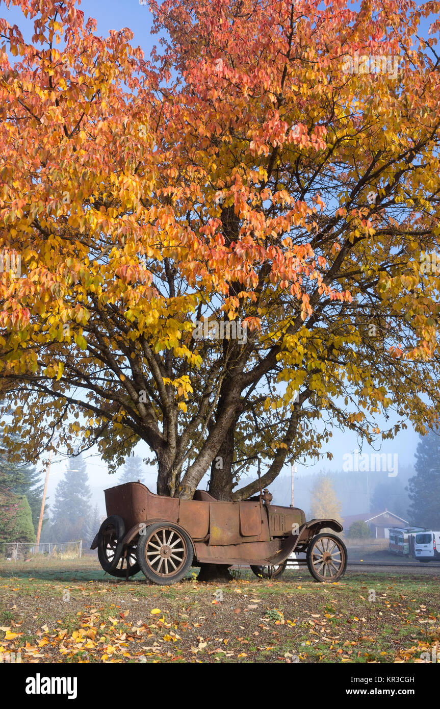 Ronald, Washington: Tree with autumn foliage grows through a vintage ...