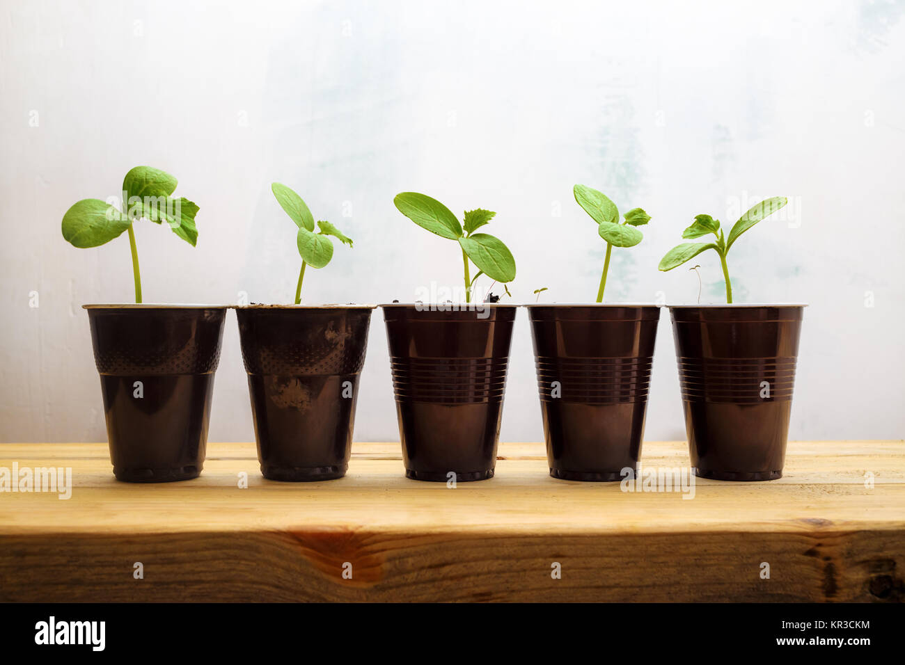 Little tree growing conceptual hi-res stock photography and images - Alamy