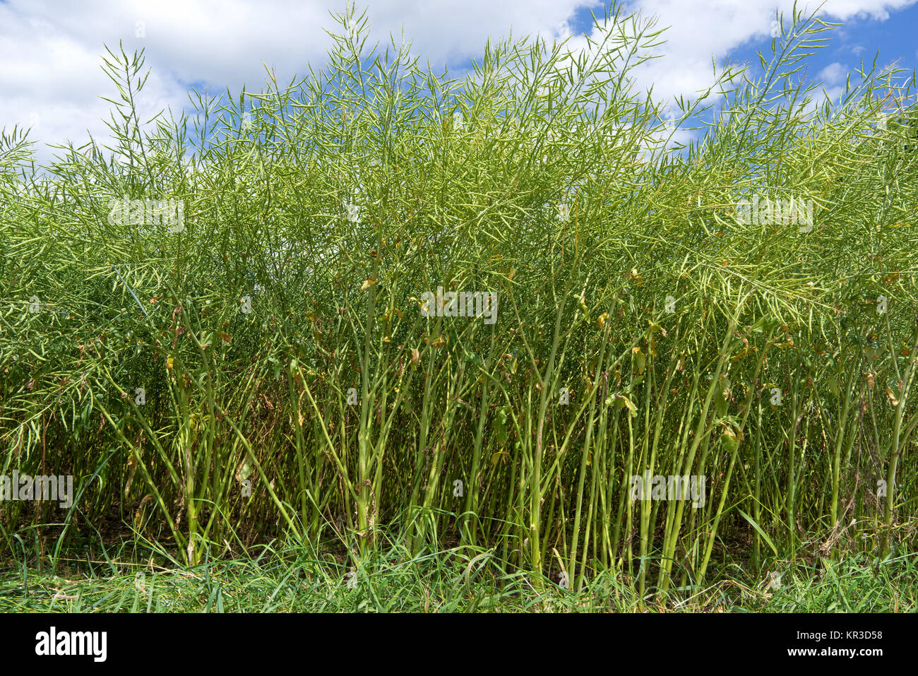 green canola plants in a field in closeup Stock Photo - Alamy