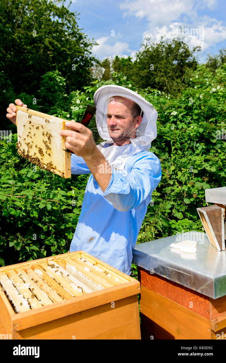 beekeeper at work Stock Photo - Alamy