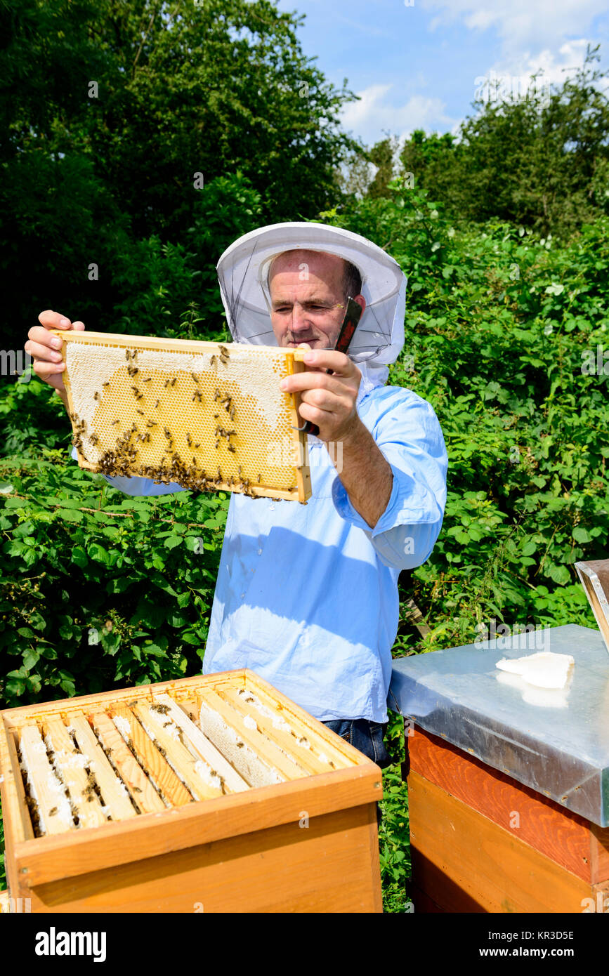beekeeper at work Stock Photo - Alamy