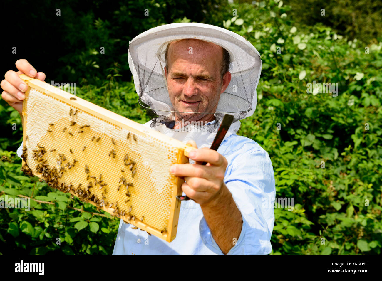 beekeeper at work Stock Photo - Alamy