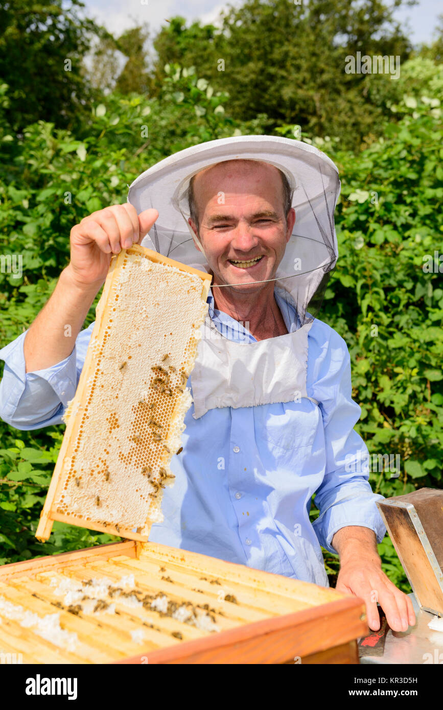 beekeeper at work Stock Photo - Alamy