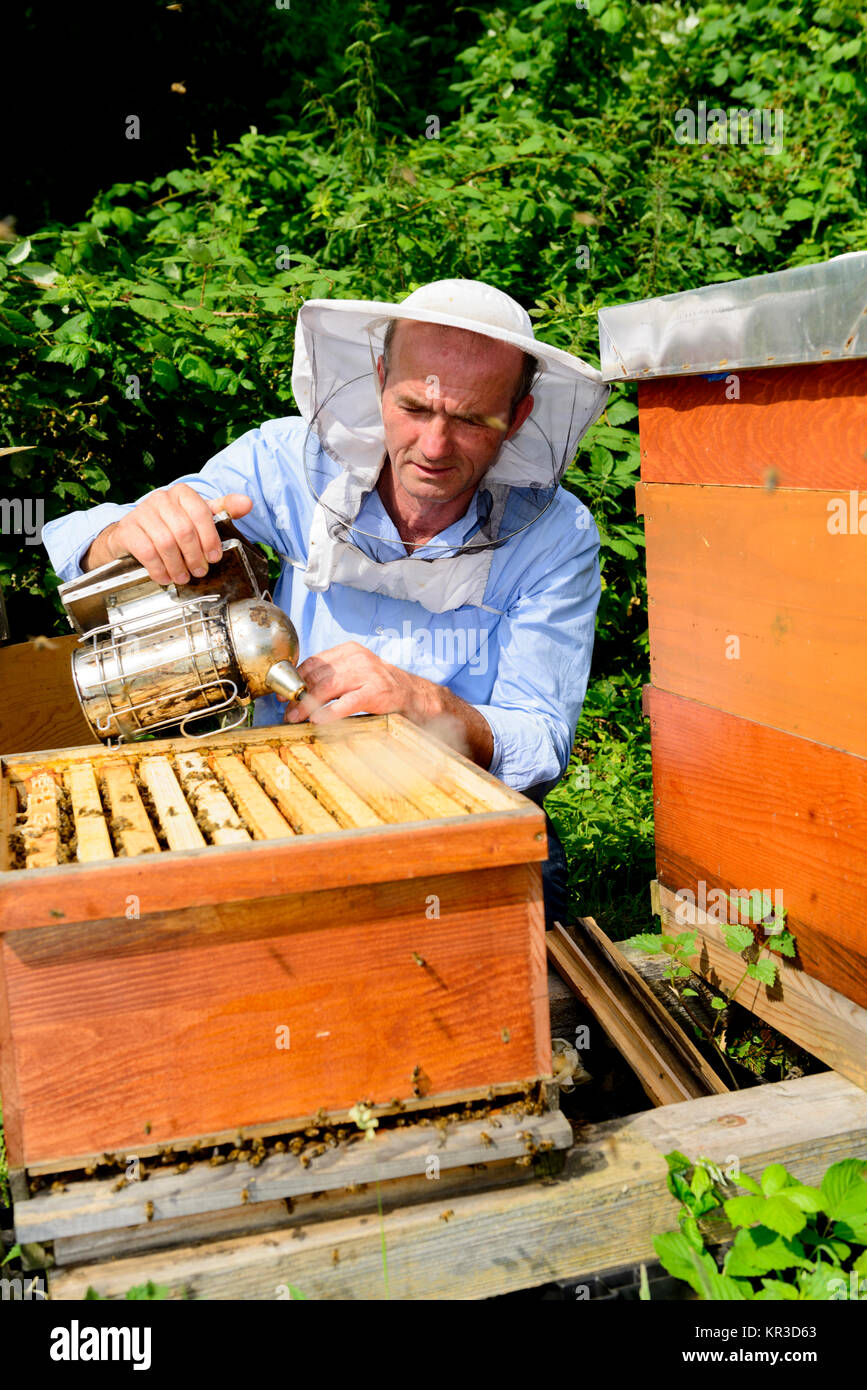 beekeeper at work with smoker Stock Photo - Alamy