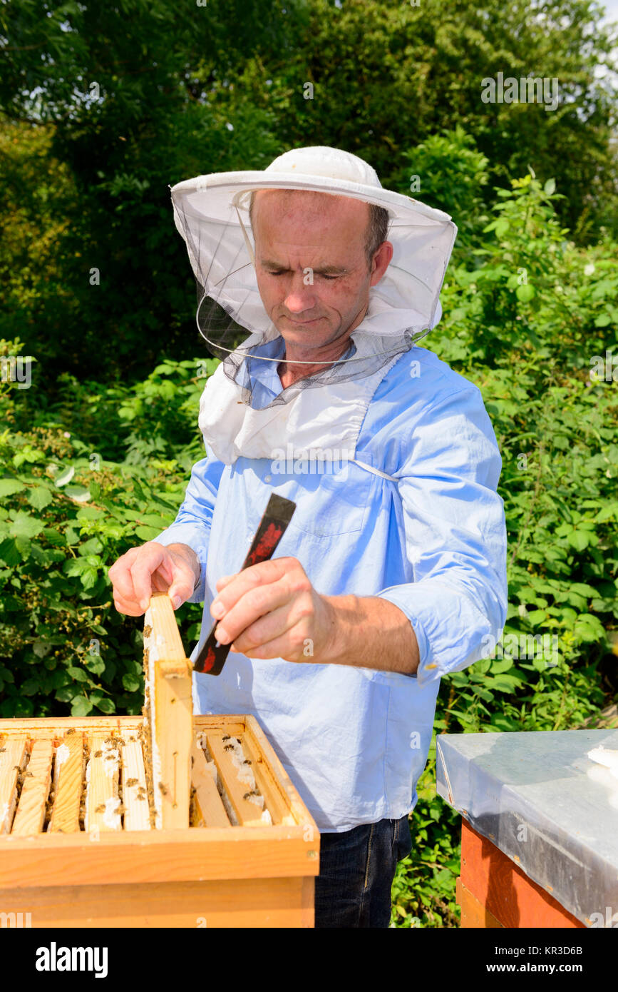 beekeeper at work Stock Photo - Alamy