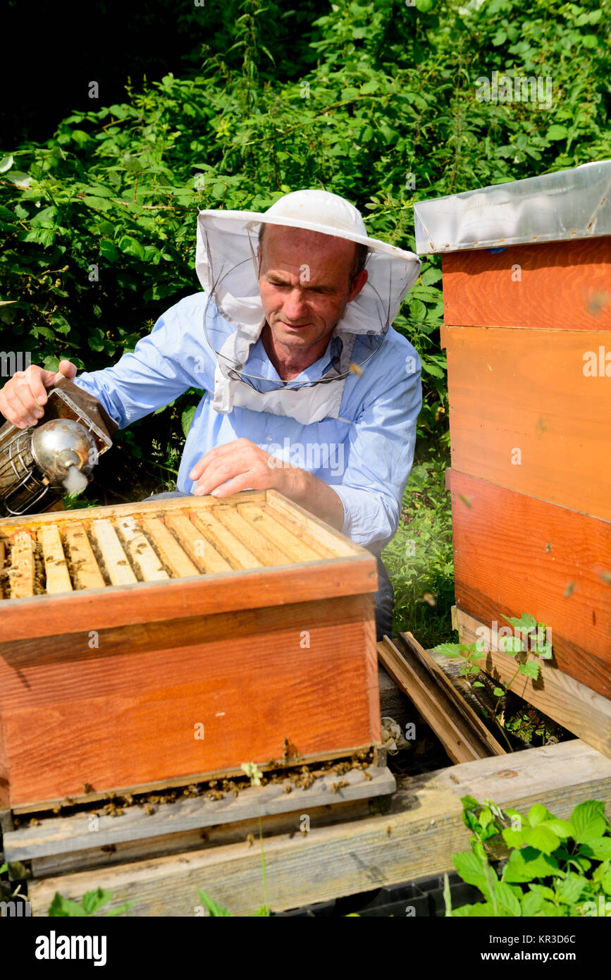 beekeeper at work with smoker Stock Photo - Alamy