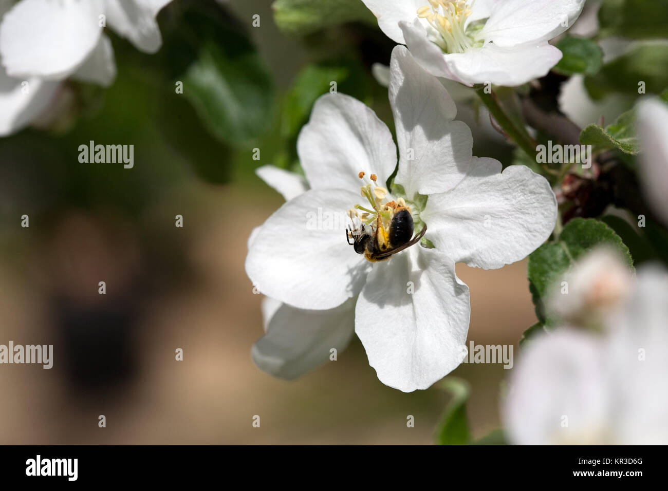 White apple tree flower hi-res stock photography and images - Alamy