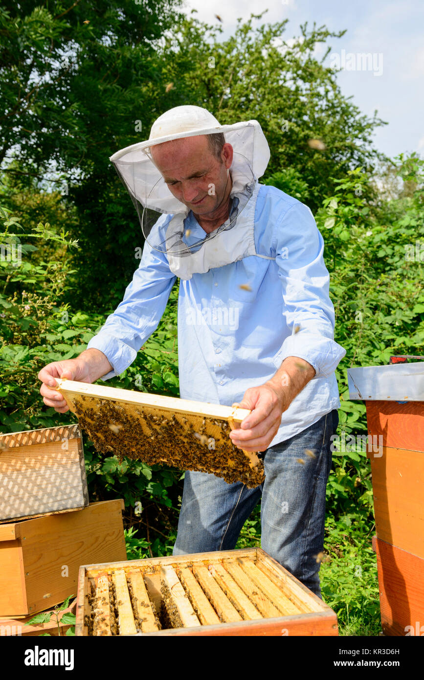 beekeeper at work Stock Photo - Alamy