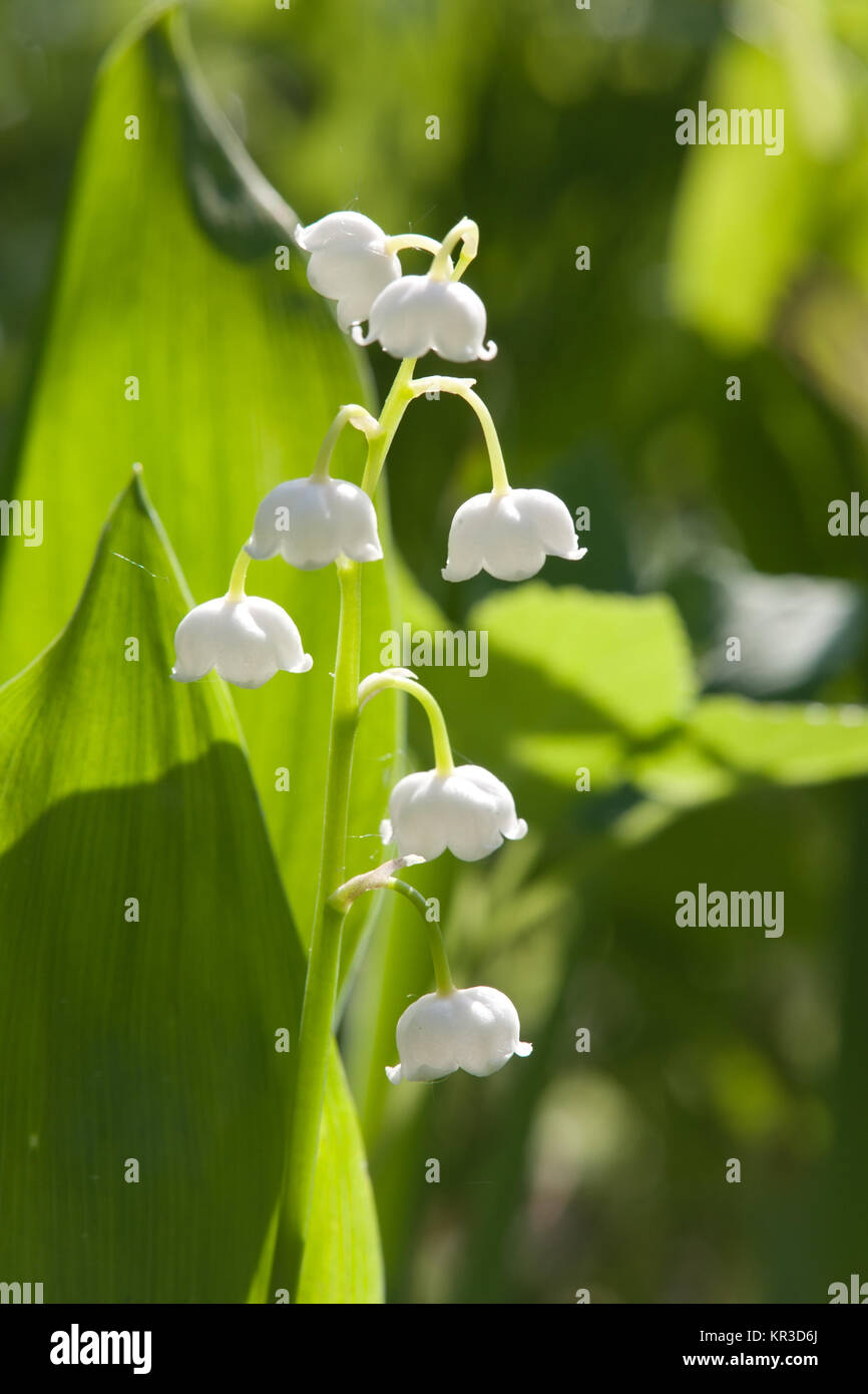 lily-of-the-valley forest white flower closeup on green leaves ...
