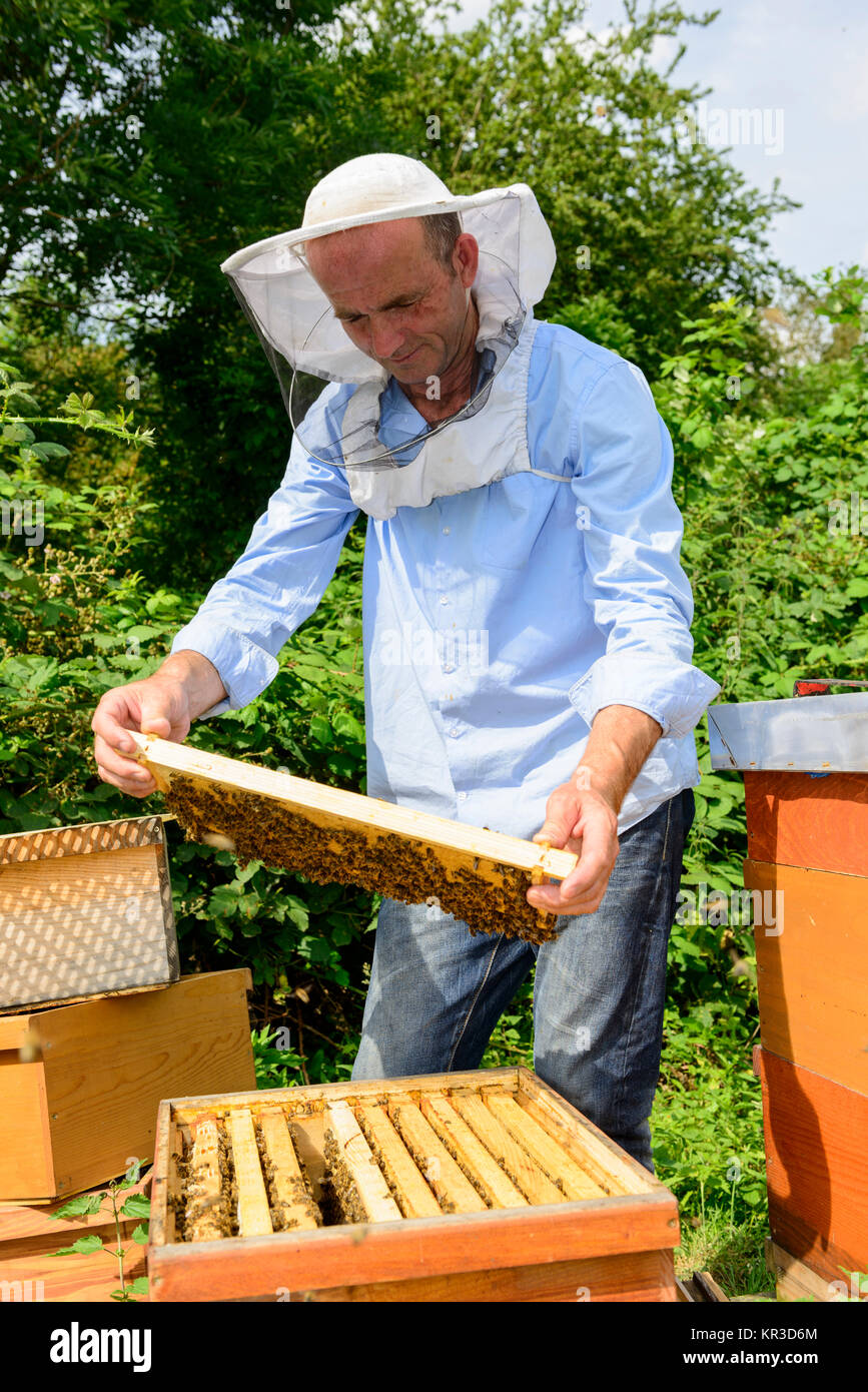 beekeeper at work Stock Photo - Alamy