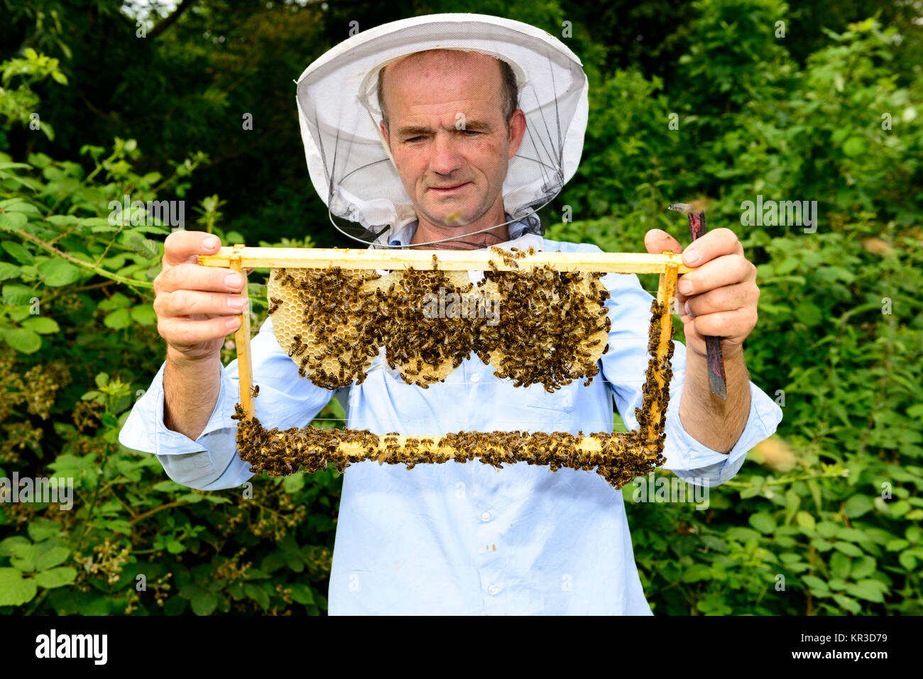 beekeeper at work Stock Photo - Alamy
