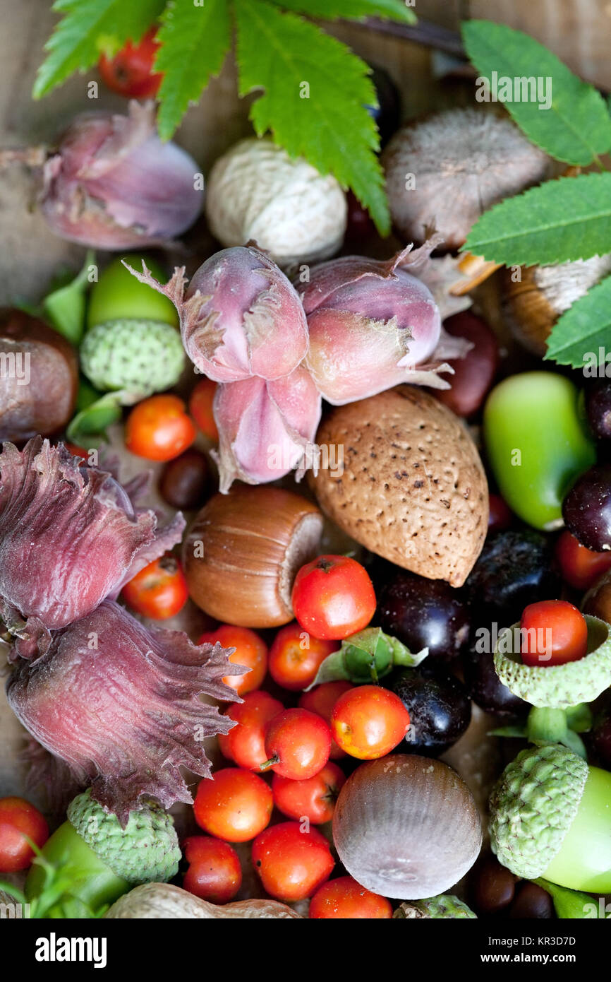 composition from fall forest nuts, berries, leaves and other fruits ...