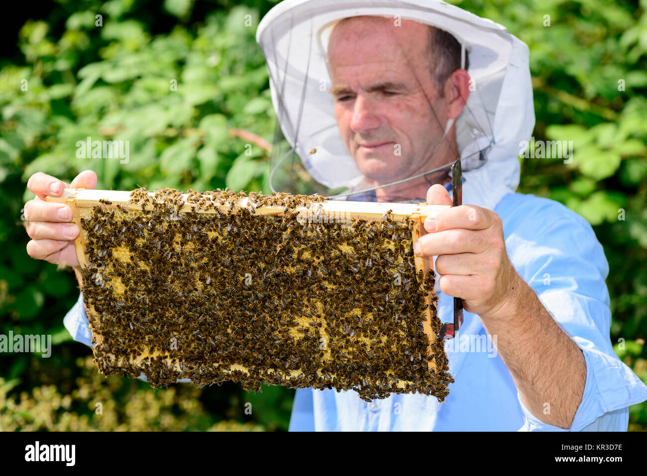 beekeeper at work Stock Photo - Alamy