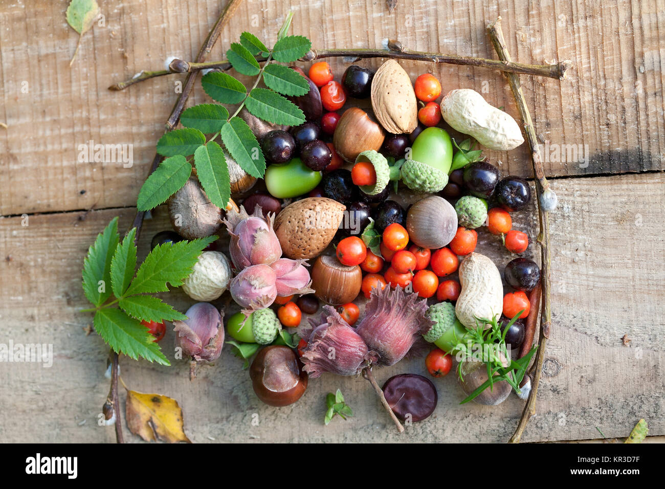 still life composition from fall forest nuts, berries, leaves and other ...