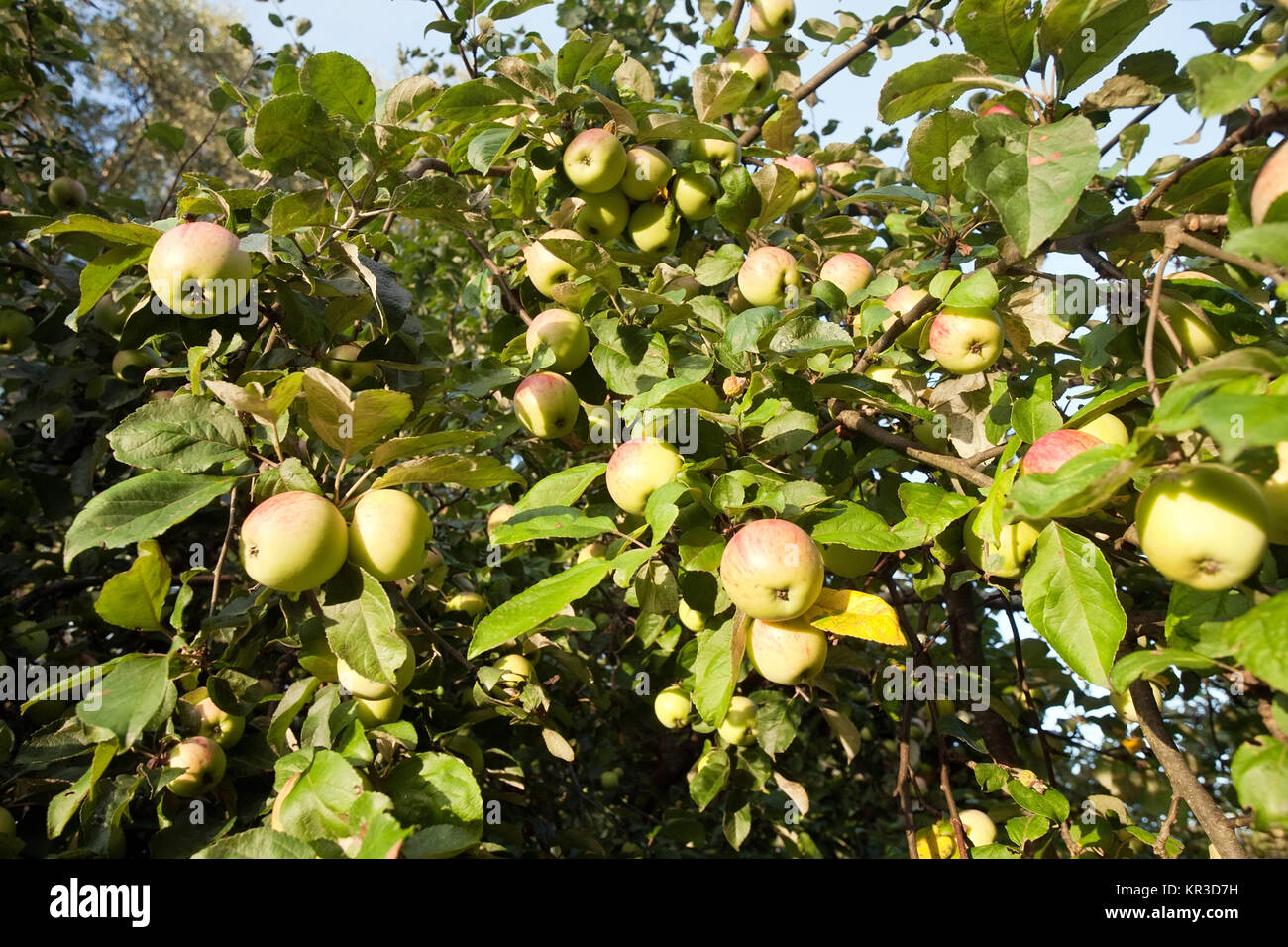 apple tree branches full of fruits closeup Stock Photo - Alamy