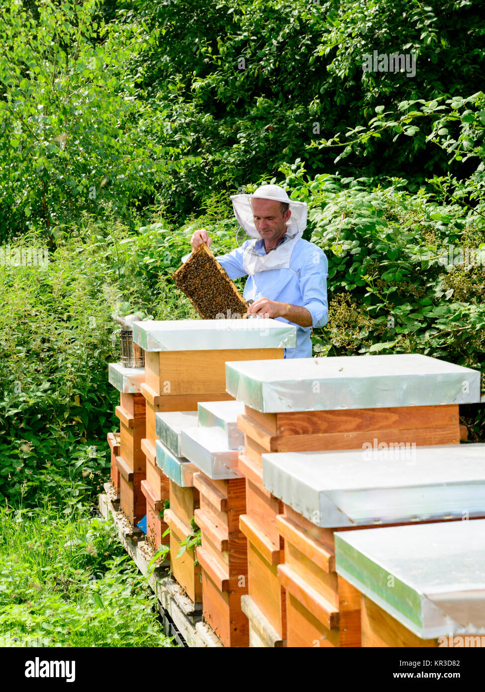 beekeeper at work Stock Photo - Alamy