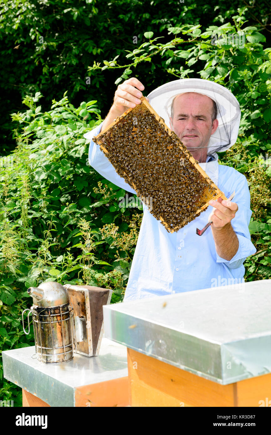 beekeeper at work Stock Photo - Alamy
