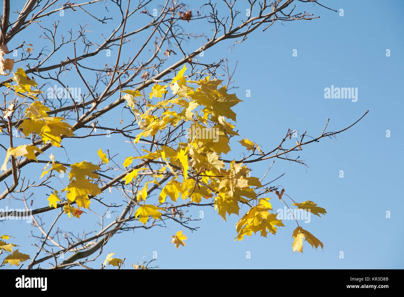 The last fall yellow maple leaves on empty tree branch and blue sky ...