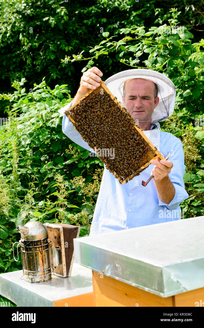 beekeeper at work Stock Photo - Alamy