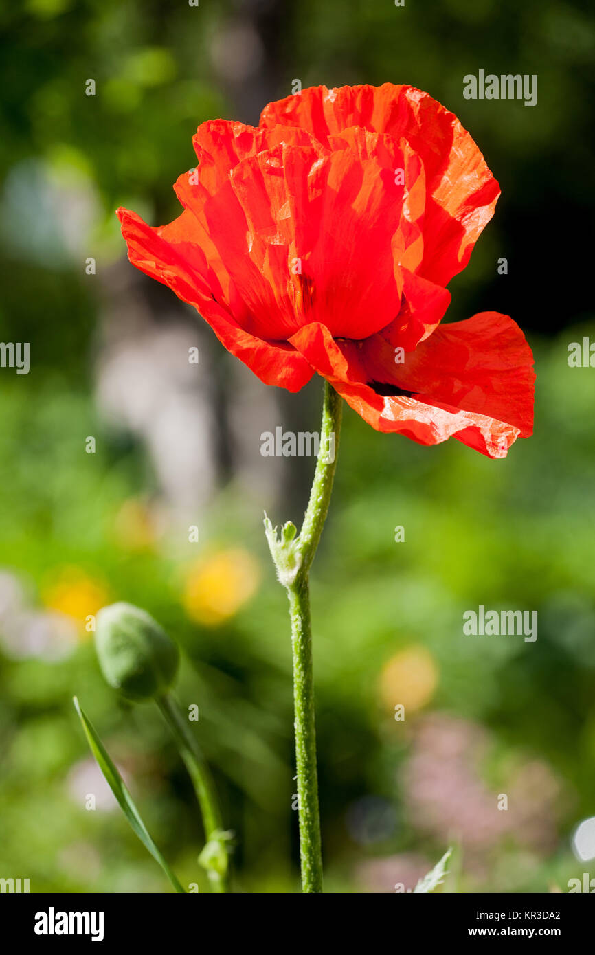red poppy flower close-up on blurred green outdoor background Stock ...