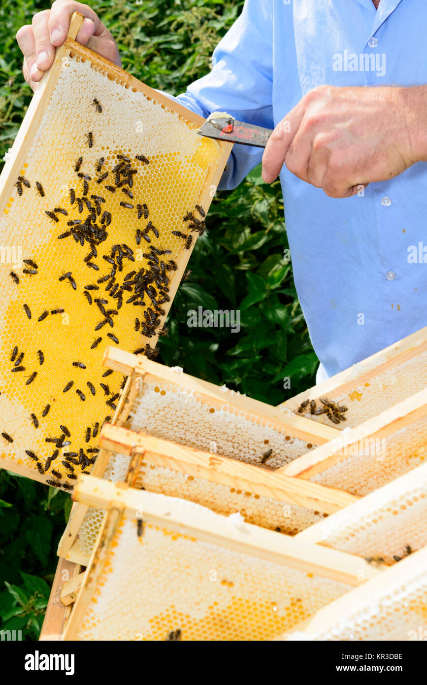 fresh honey from the hive Stock Photo - Alamy
