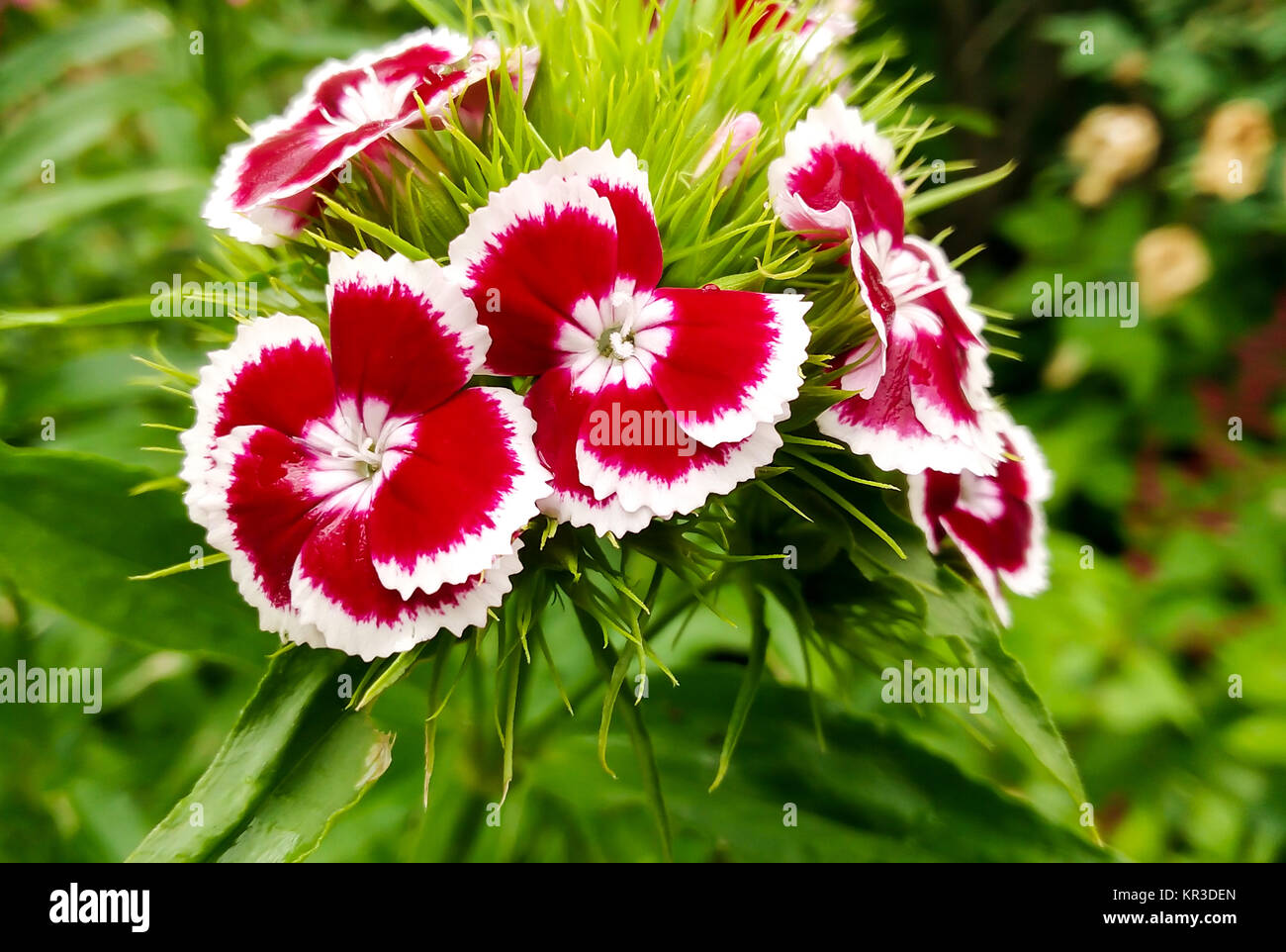 small garden carnation flowers closeup Stock Photo - Alamy