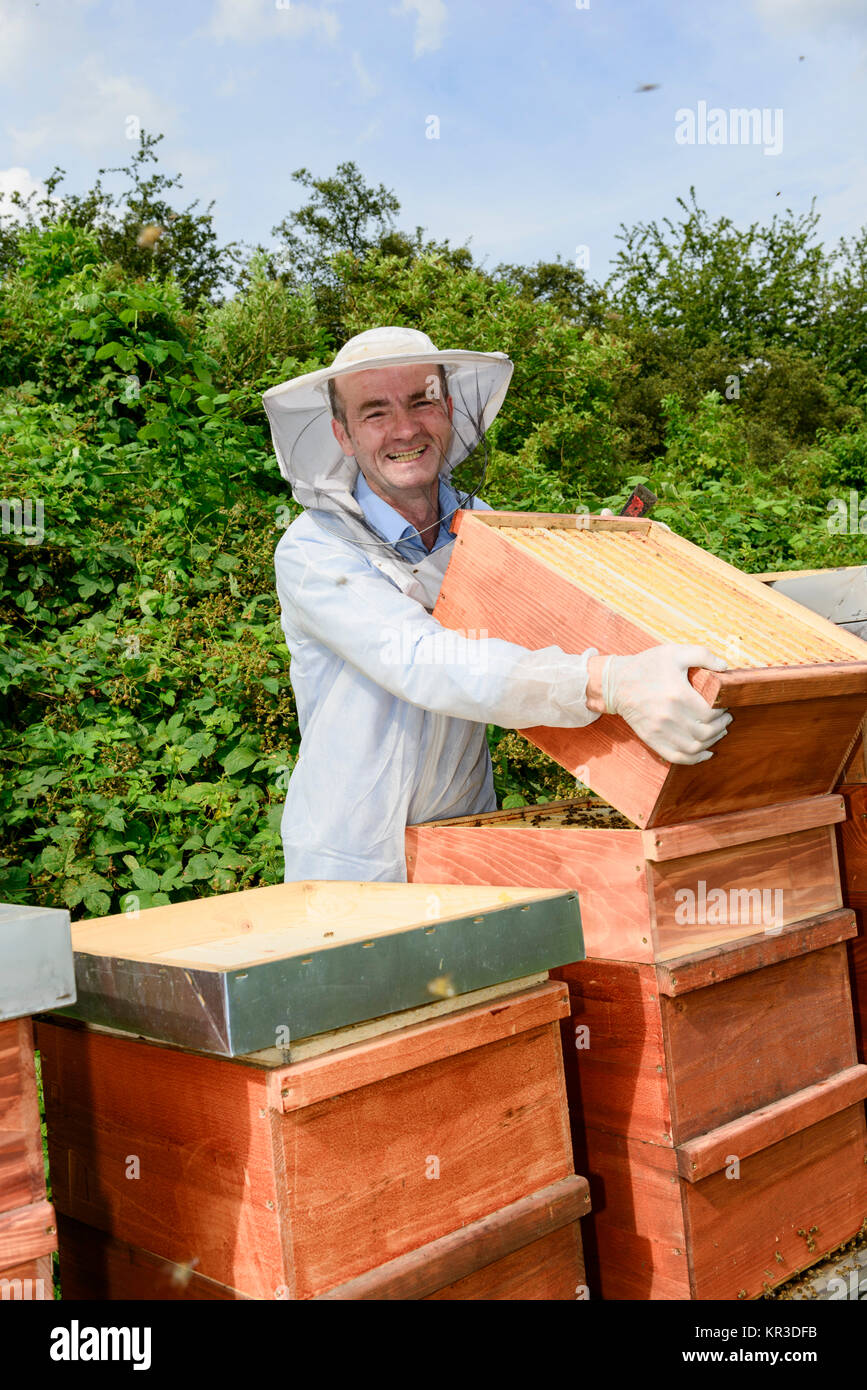beekeeper at work with honeycomb frame Stock Photo - Alamy
