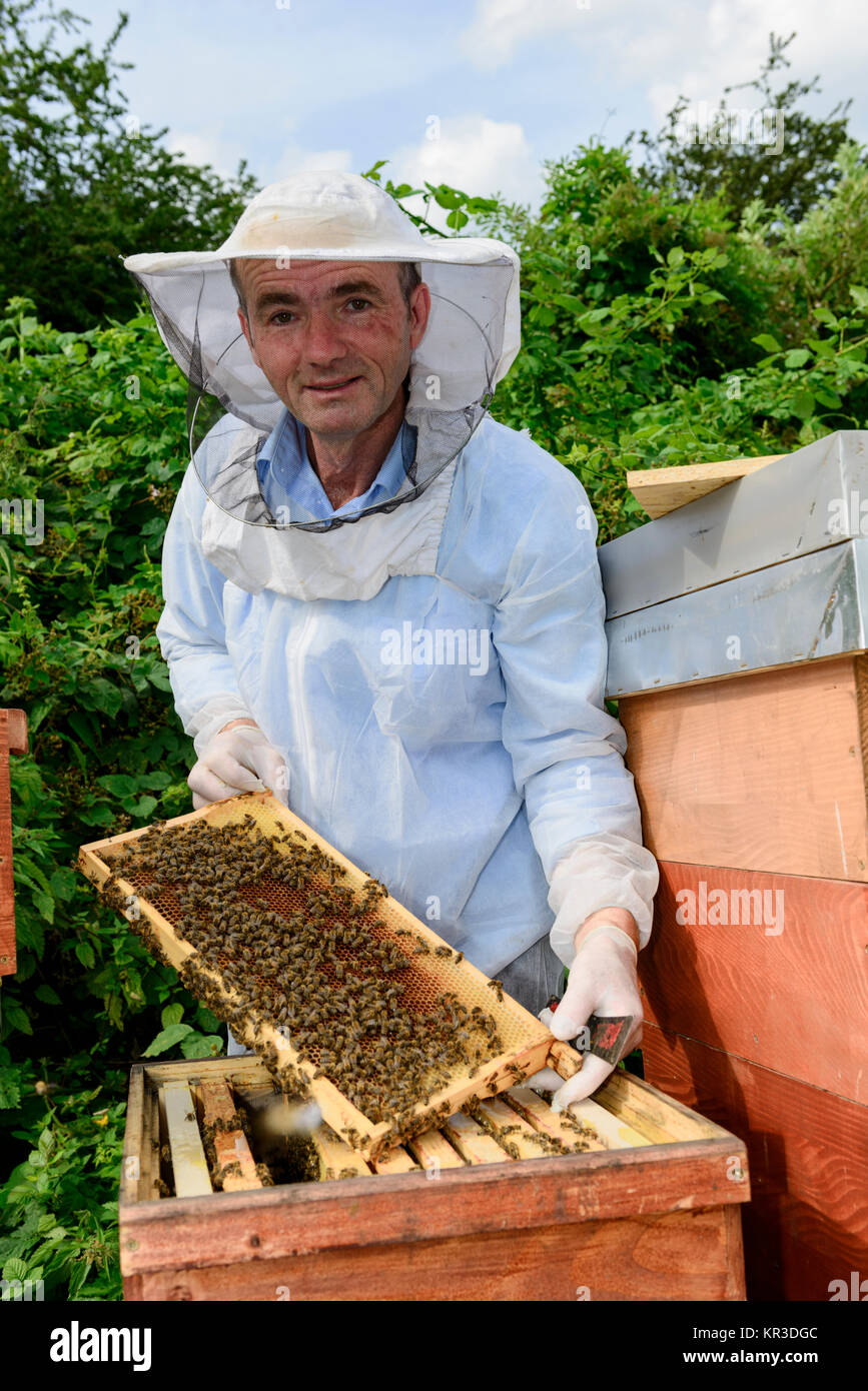 beekeeper at work with honeycomb frame Stock Photo - Alamy