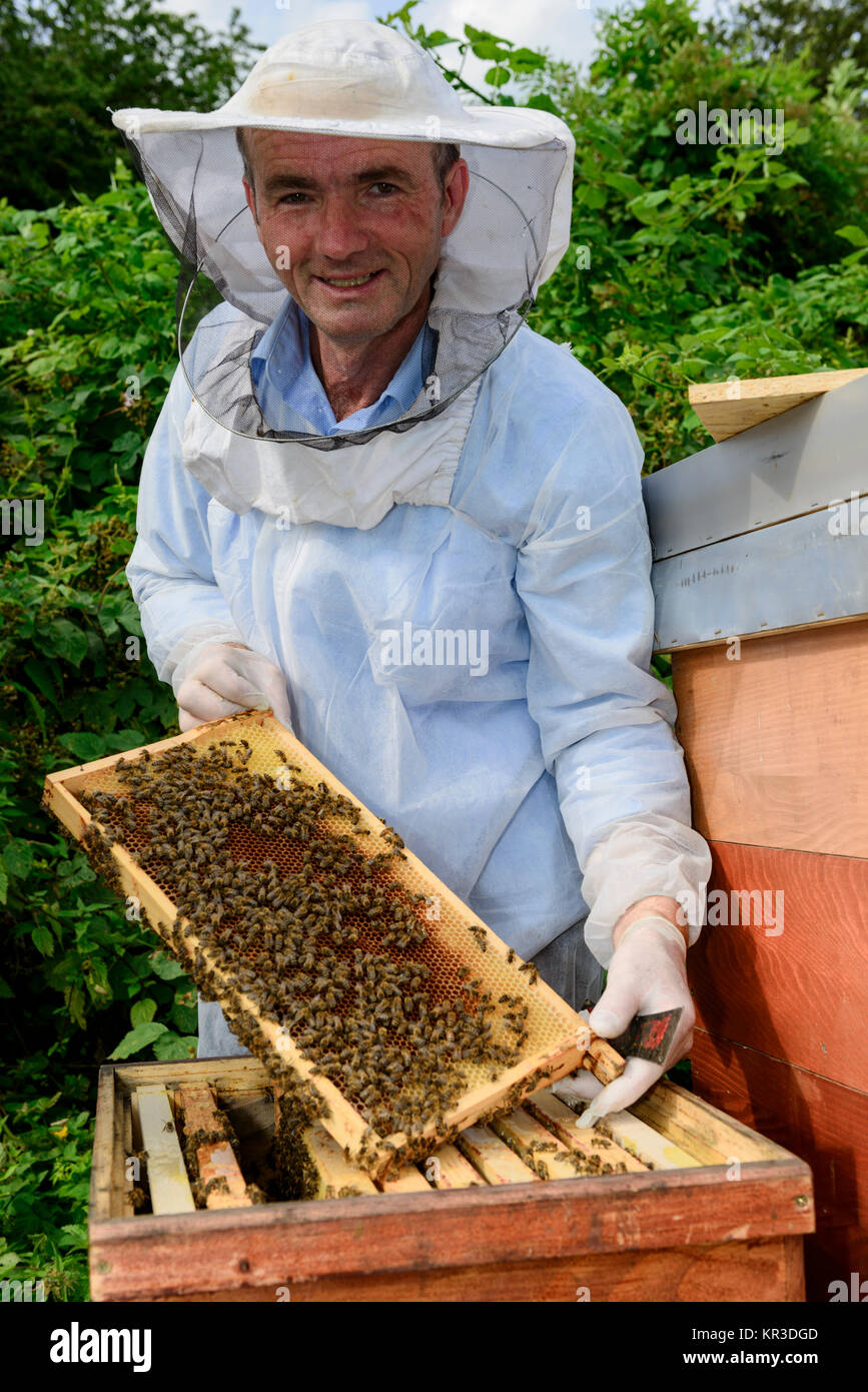 beekeeper at work with honeycomb frame Stock Photo - Alamy