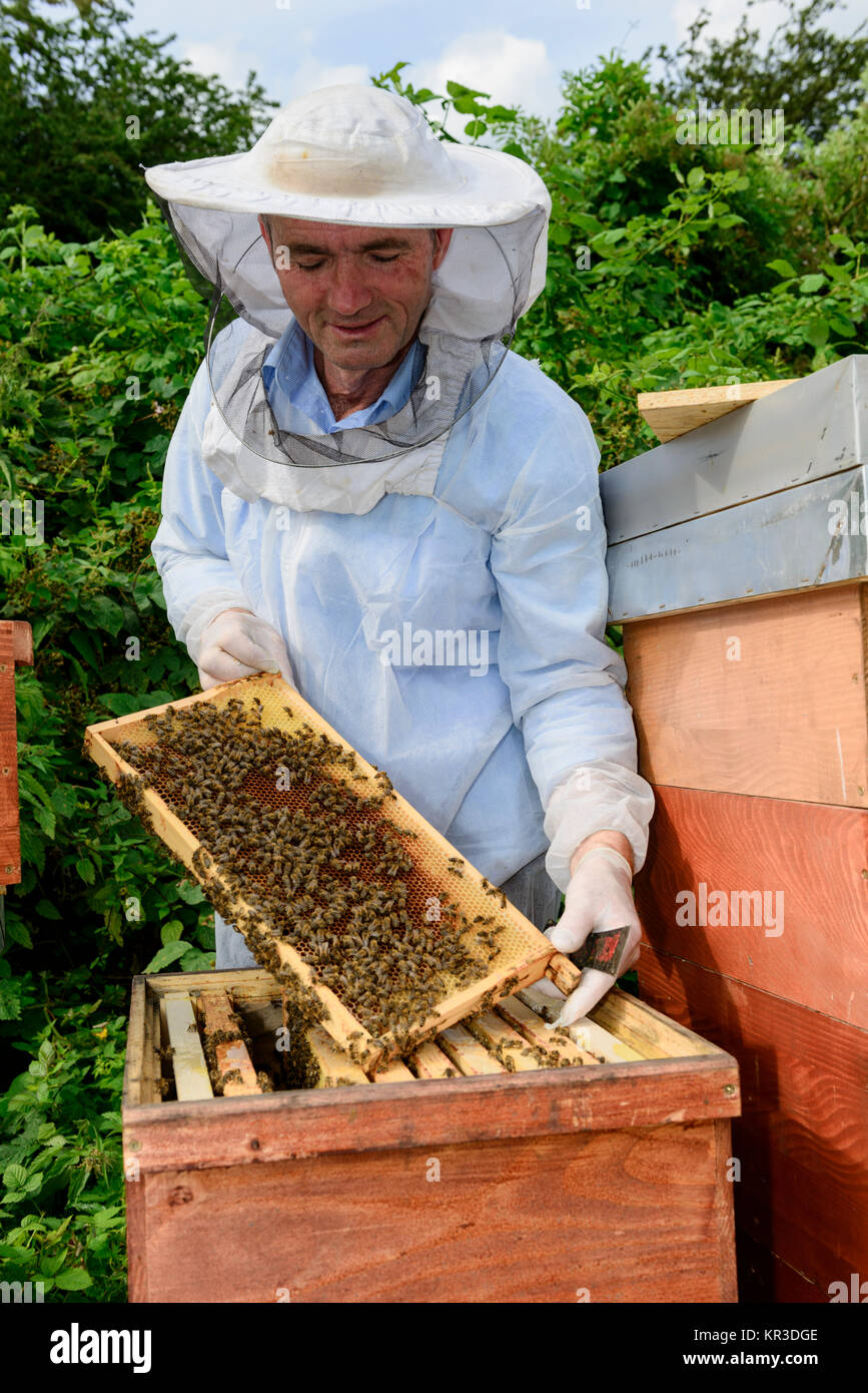 beekeeper at work with honeycomb frame Stock Photo - Alamy
