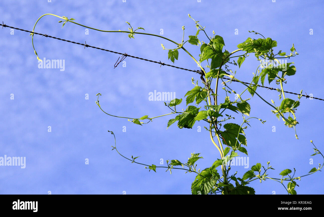 Entwining hi-res stock photography and images - Alamy