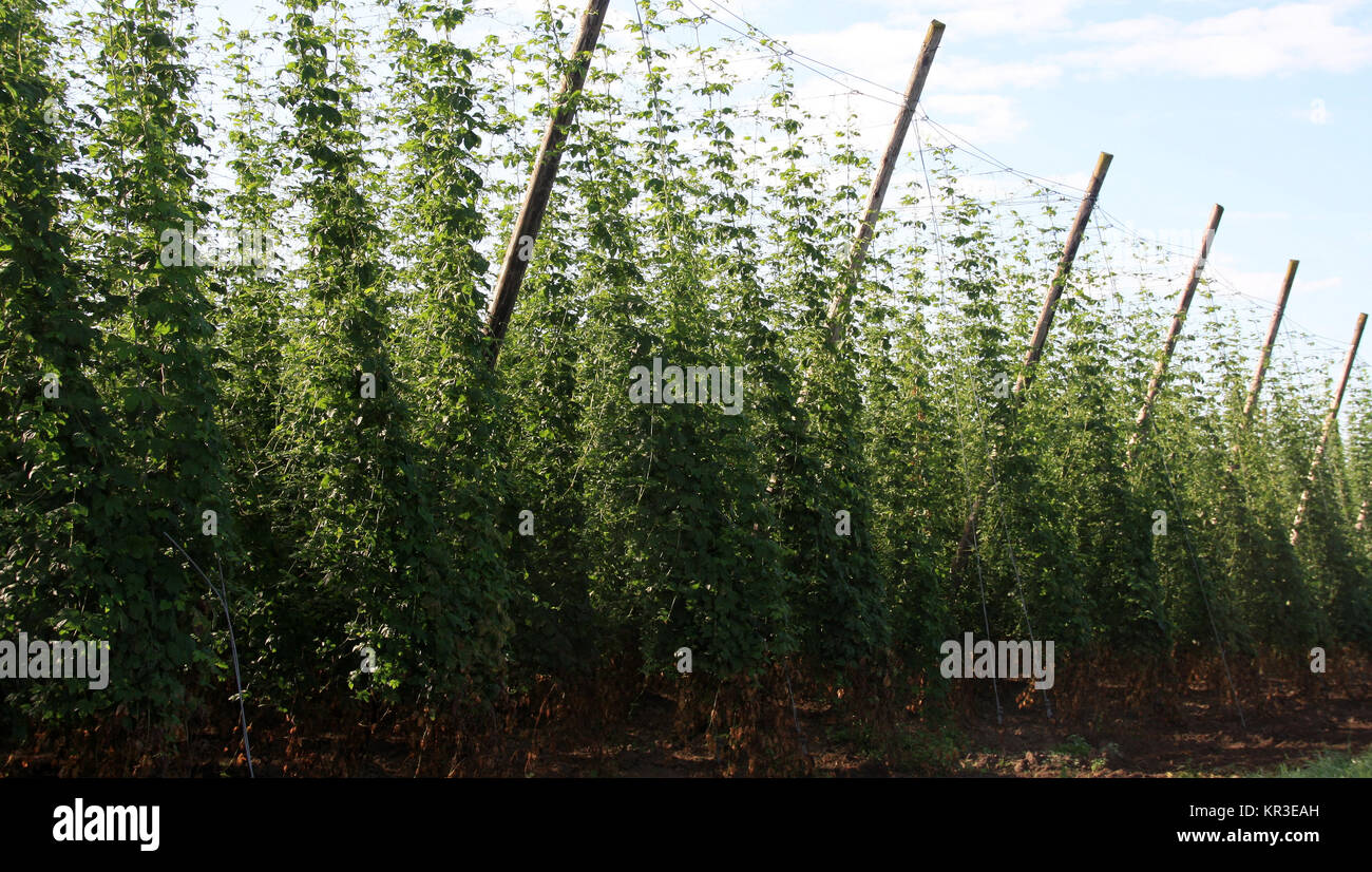hops in the hallertau Stock Photo - Alamy