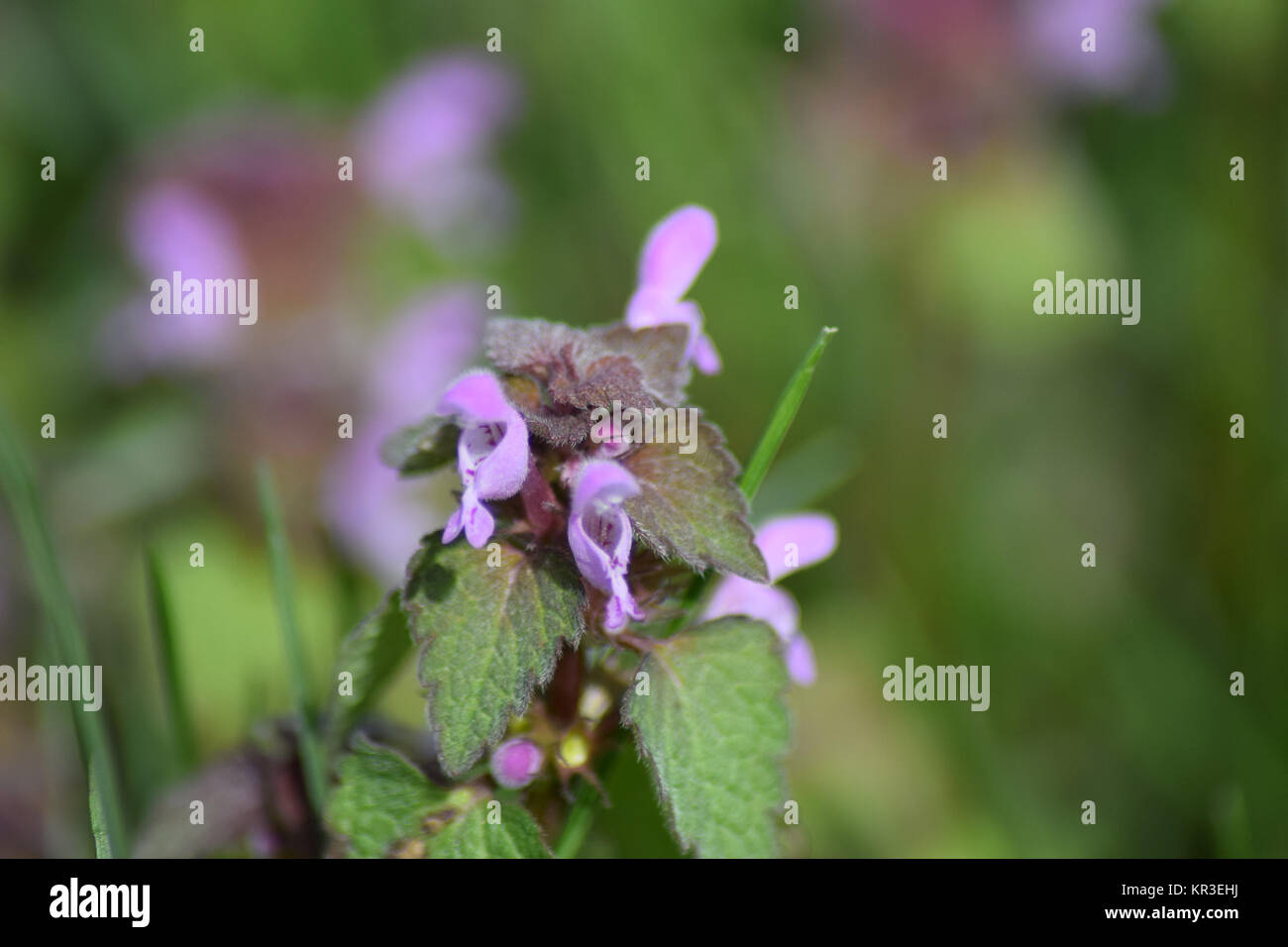Lamium purpureum blooming in the garden Stock Photo - Alamy