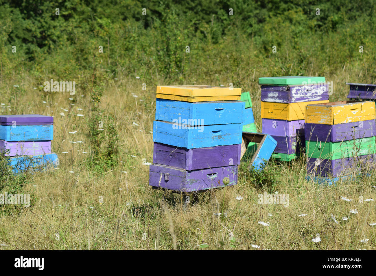 Small apiary in the foothills Stock Photo - Alamy