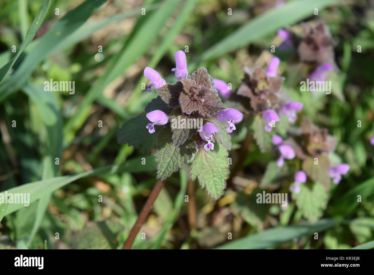 Lamium purpureum blooming in the garden Stock Photo - Alamy