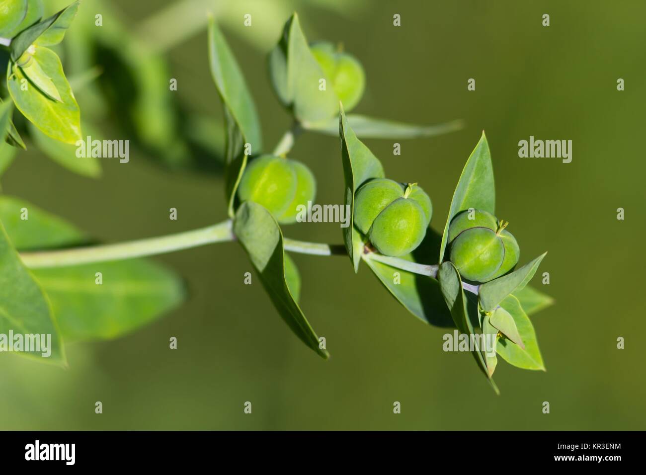 fruchtstand caper spurge / fruit stand euphorbia lathyris Stock Photo ...